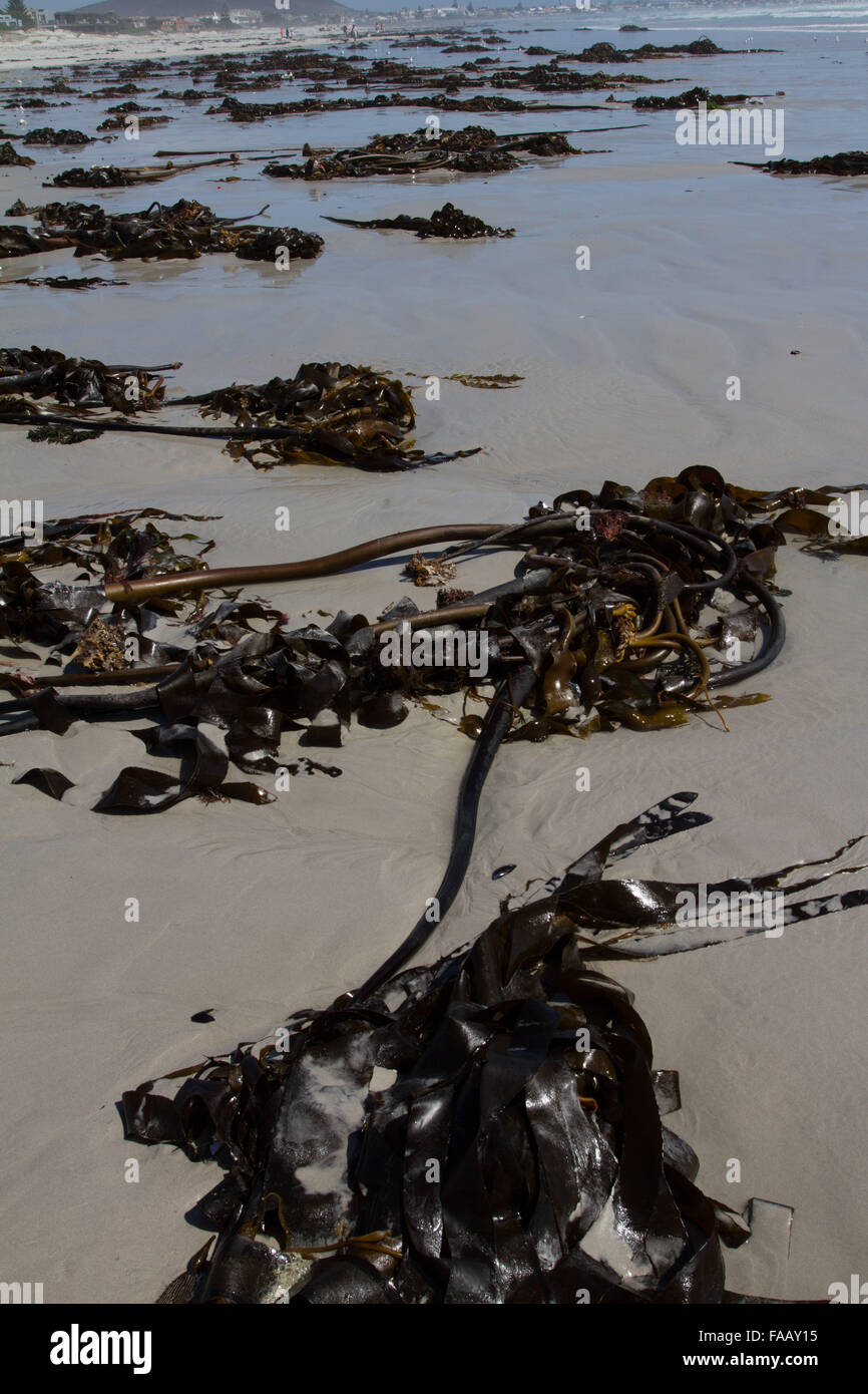 Varech sur la plage Banque de photographies et d’images à haute ...