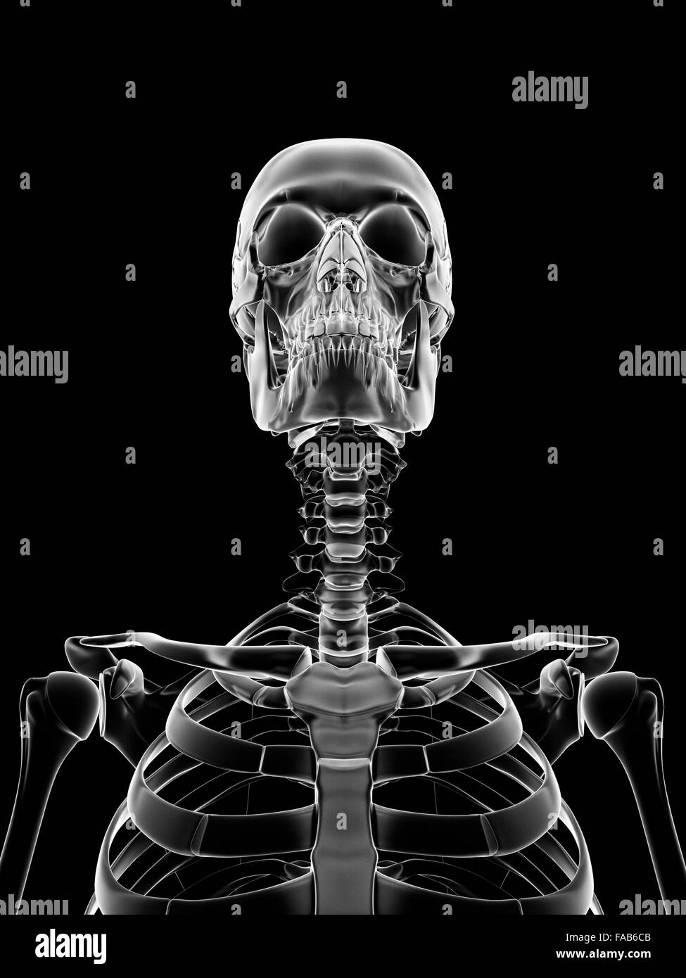 Anatomie 3d nuque crane Banque d'images noir et blanc - Page 2 - Alamy