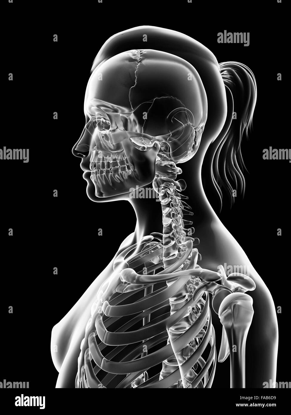 Anatomie 3d nuque crane Banque d'images noir et blanc - Page 2 - Alamy