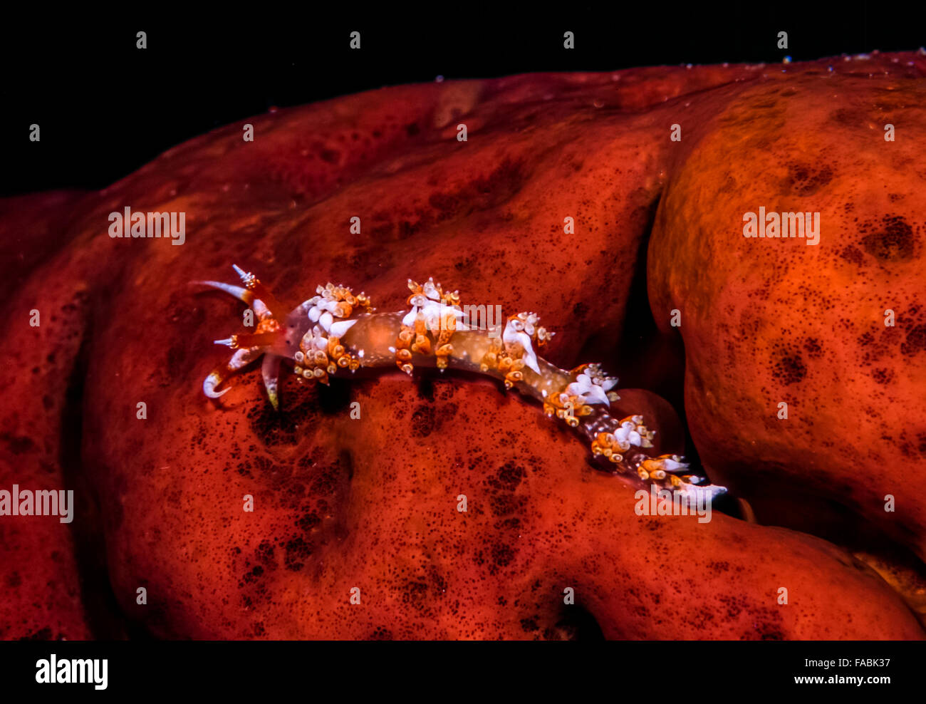 Phylum Mollusque Banque d'image et photos - Alamy