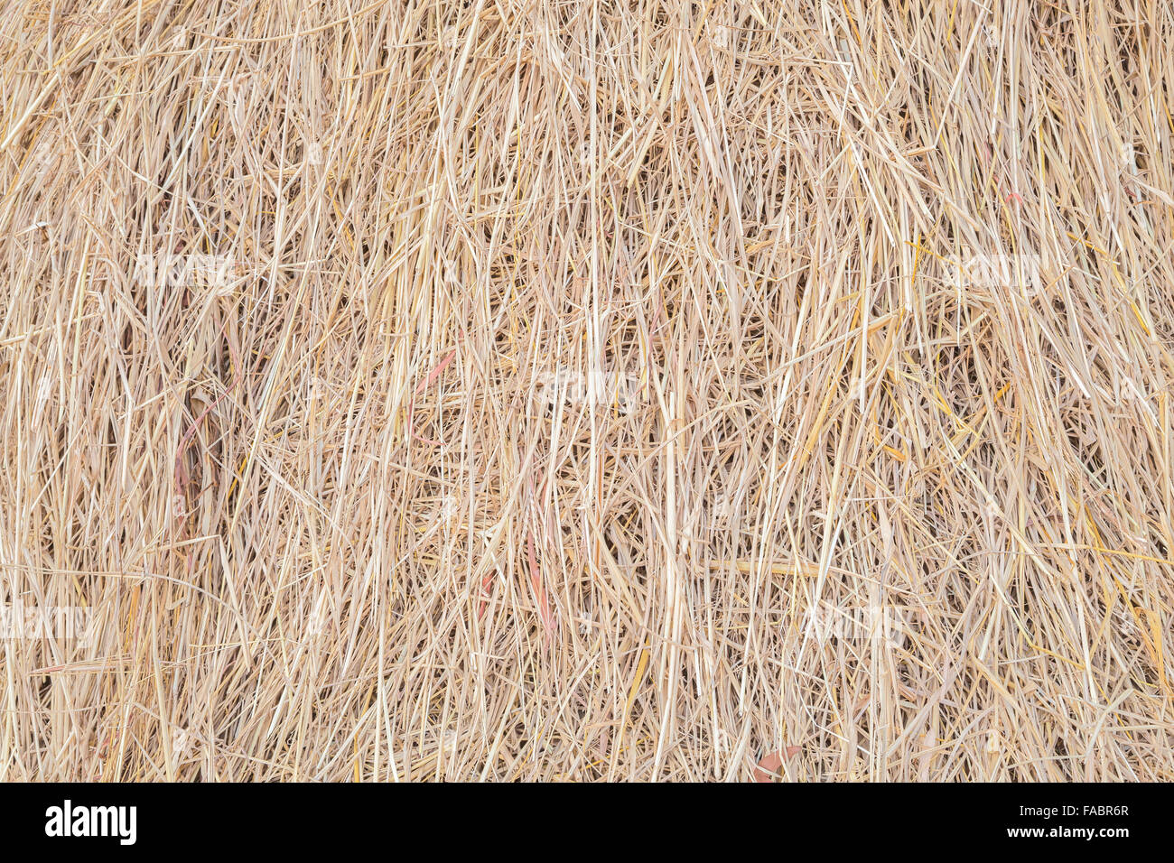 Schéma de la paille de riz dans la ferme Photo Stock - Alamy