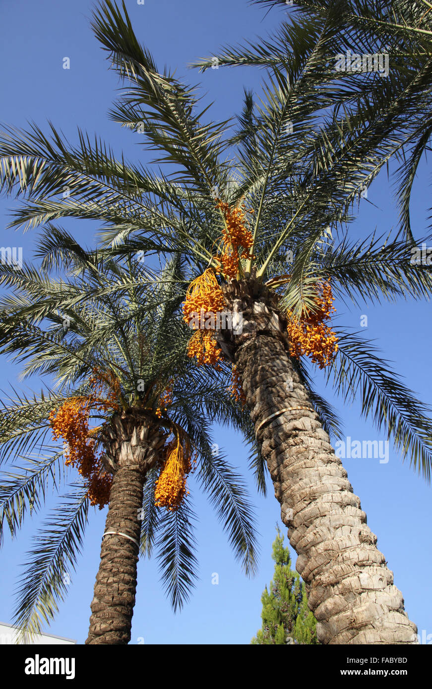Date palm tree Banque de photographies et d’images à haute résolution ...