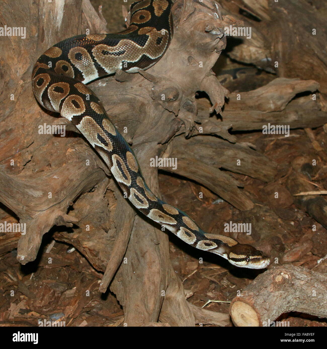 Pythons africains Banque de photographies et d’images à haute ...