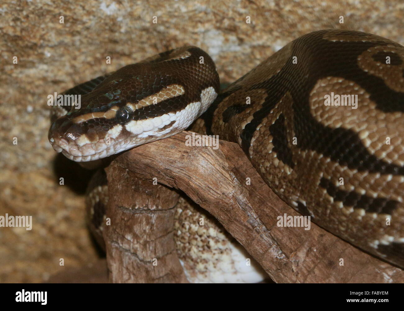 Royal regius pythonidae Banque de photographies et d’images à haute ...