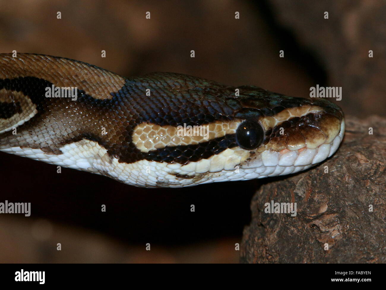 Pythons Africains Banque d'image et photos - Alamy