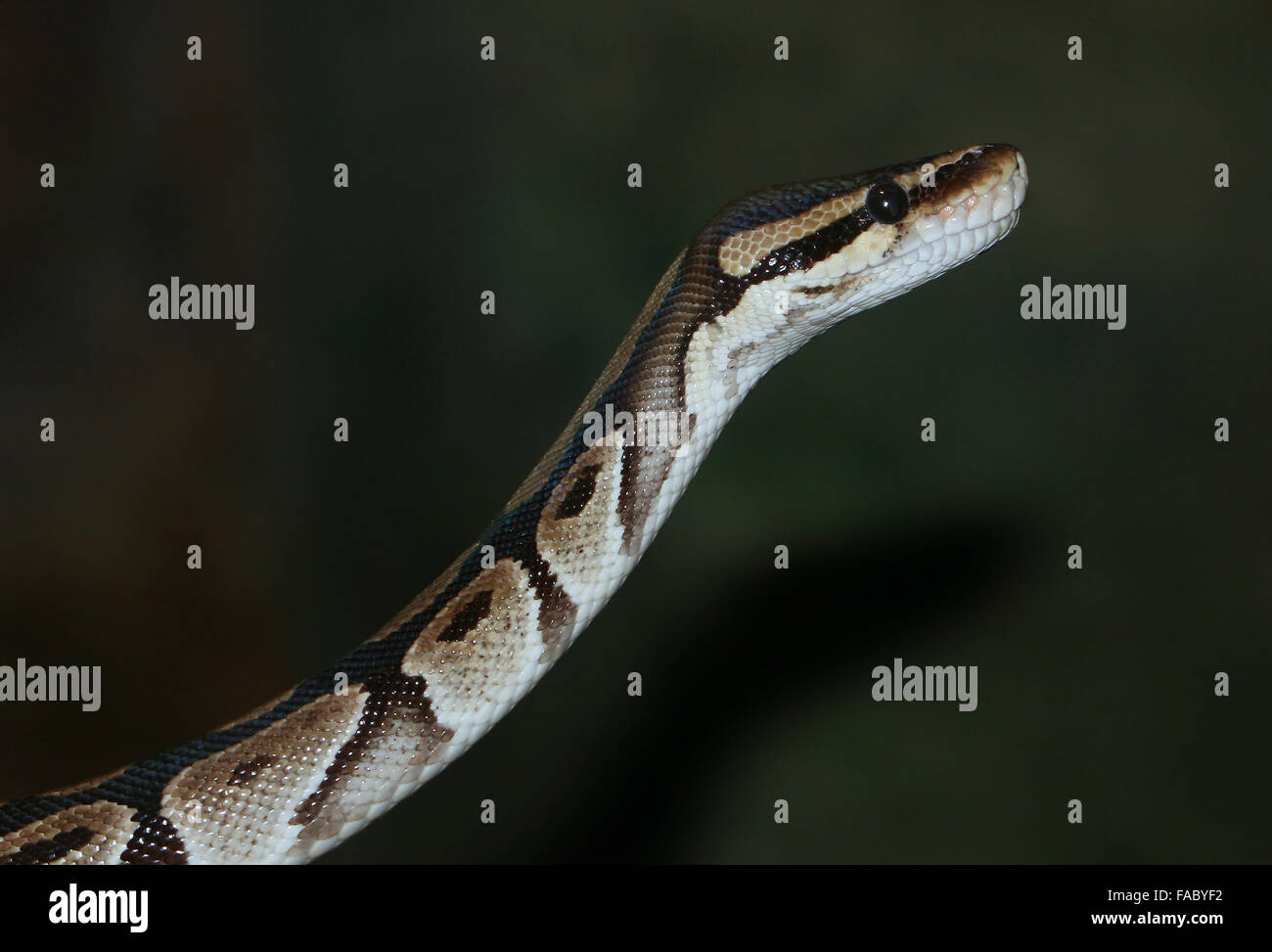 Pythons africains Banque de photographies et d’images à haute ...