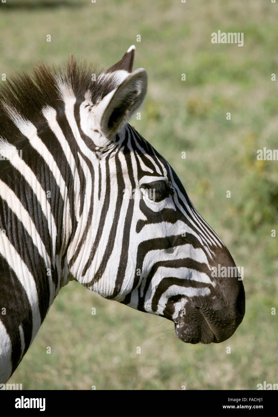 Zebra head Banque de photographies et d’images à haute résolution - Alamy
