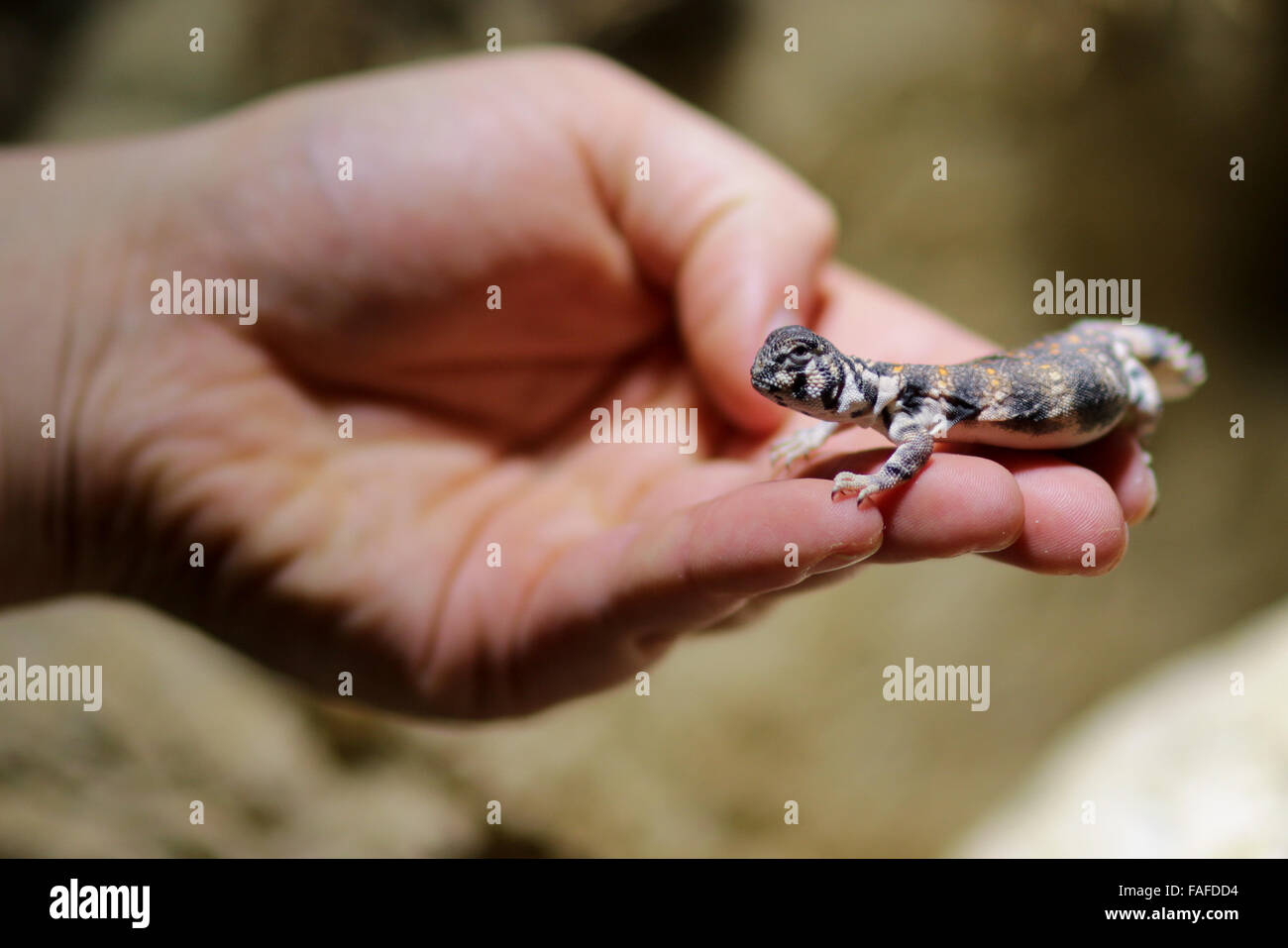 Oman spiny tailed lizard Banque de photographies et d’images à haute ...