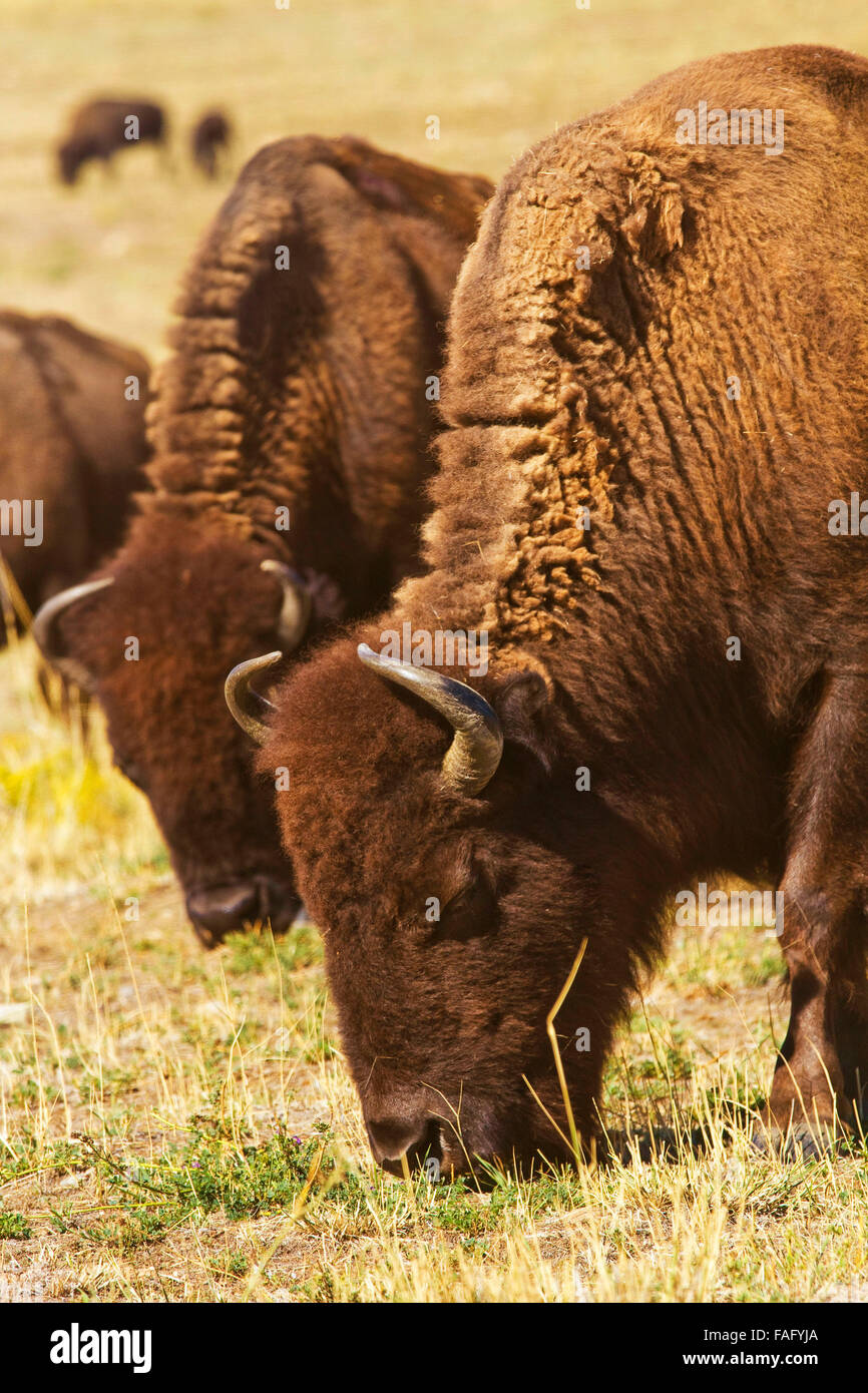 Bison graze Banque de photographies et d’images à haute résolution - Alamy