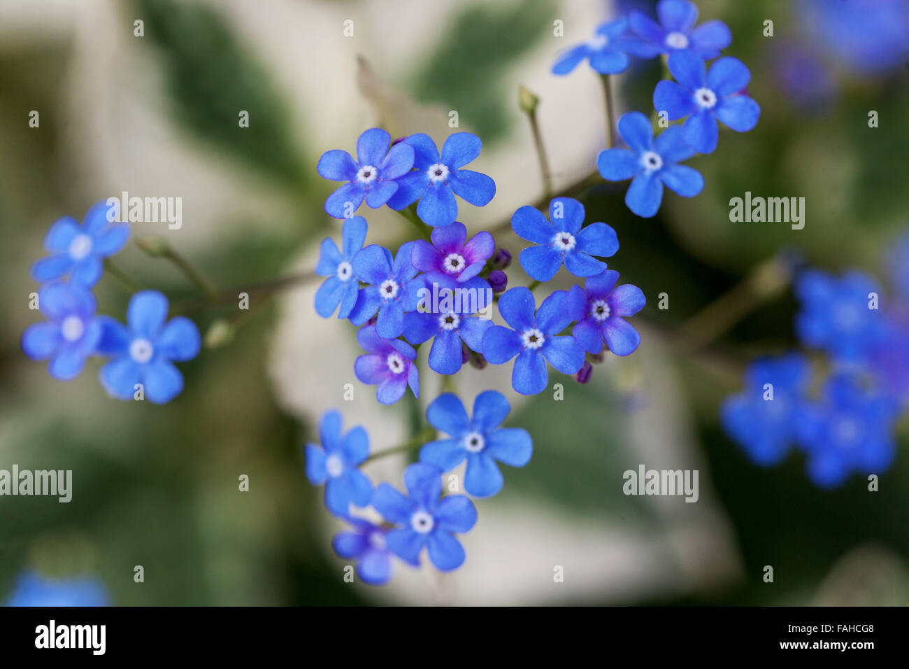 Brunnera macrophylla dawsons blanc Banque de photographies et d’images ...