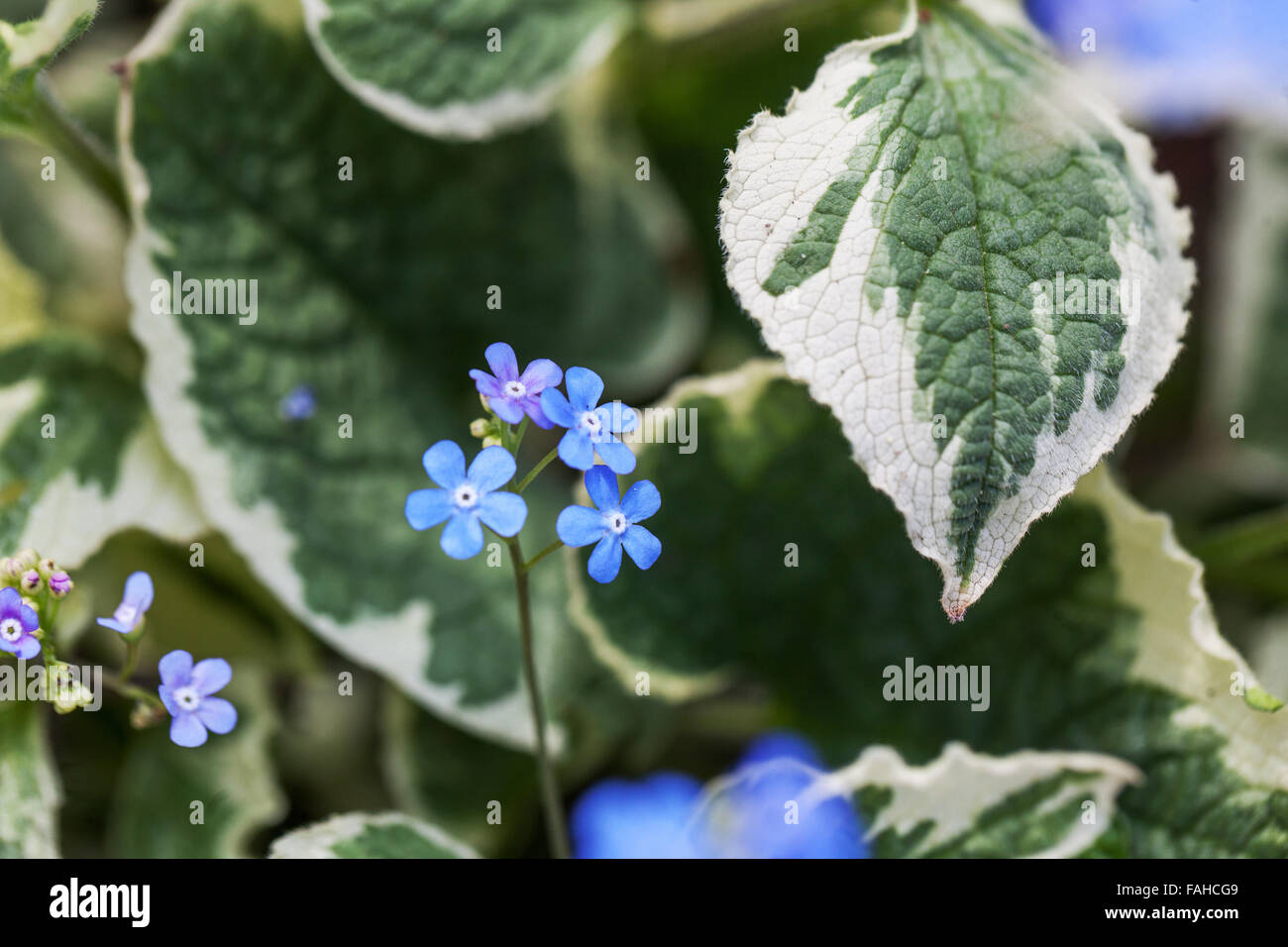 Brunnera macrophylla dawsons blanc Banque de photographies et d’images ...