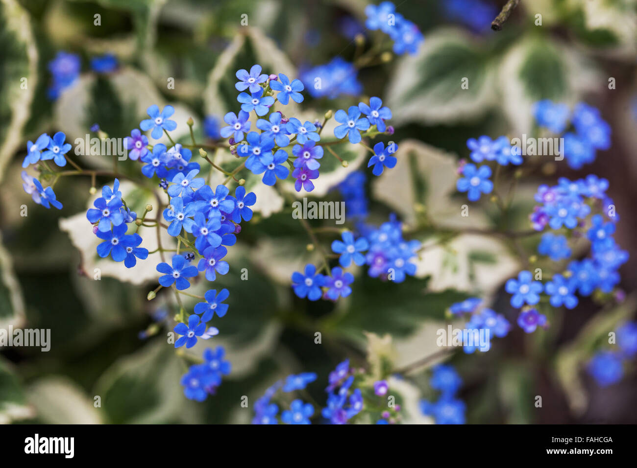 Brunnera macrophylla dawsons blanc Banque de photographies et d’images ...