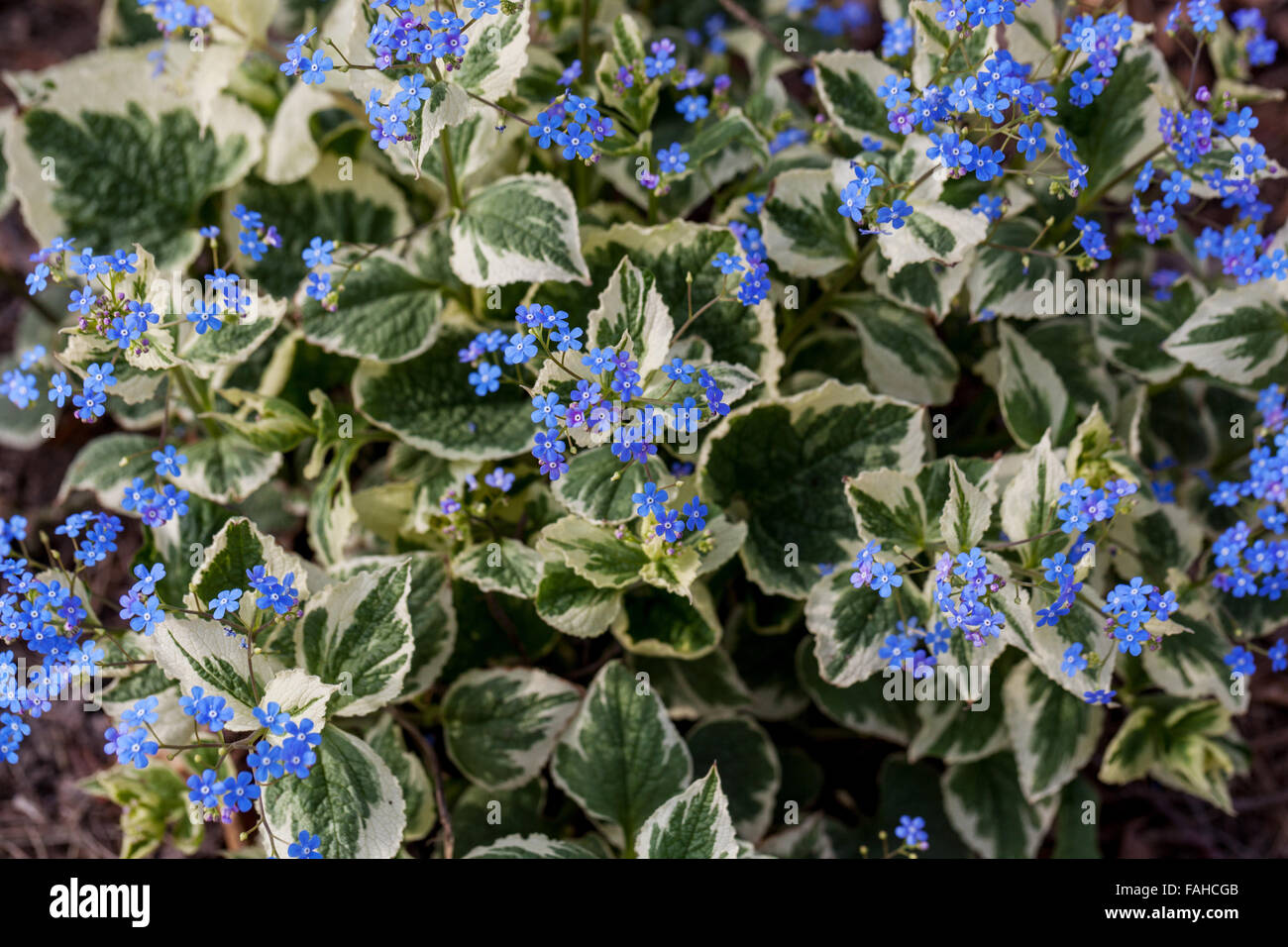 Brunnera macrophylla dawsons blanc Banque de photographies et d’images ...