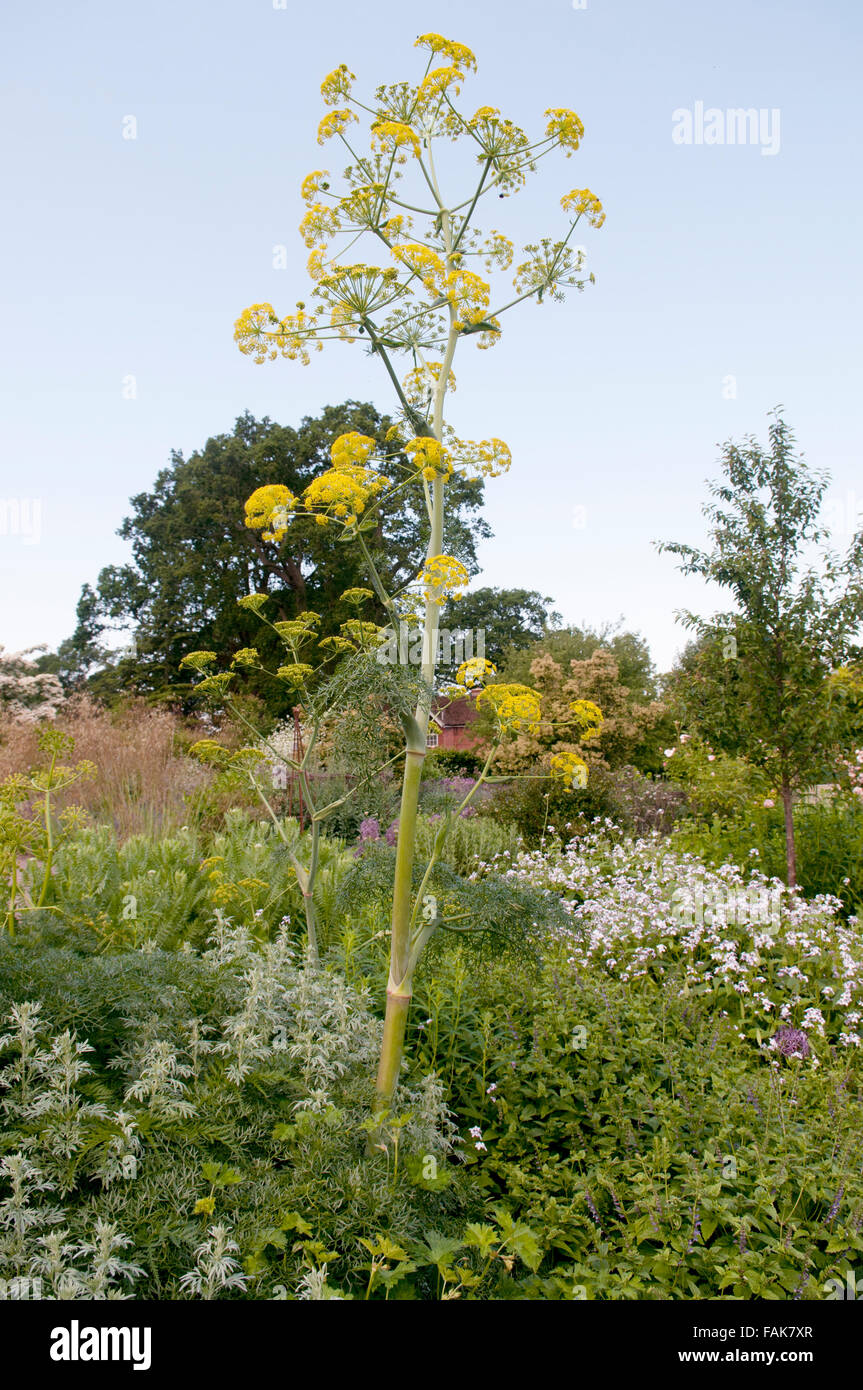 Ferula communis Banque de photographies et d’images à haute résolution ...