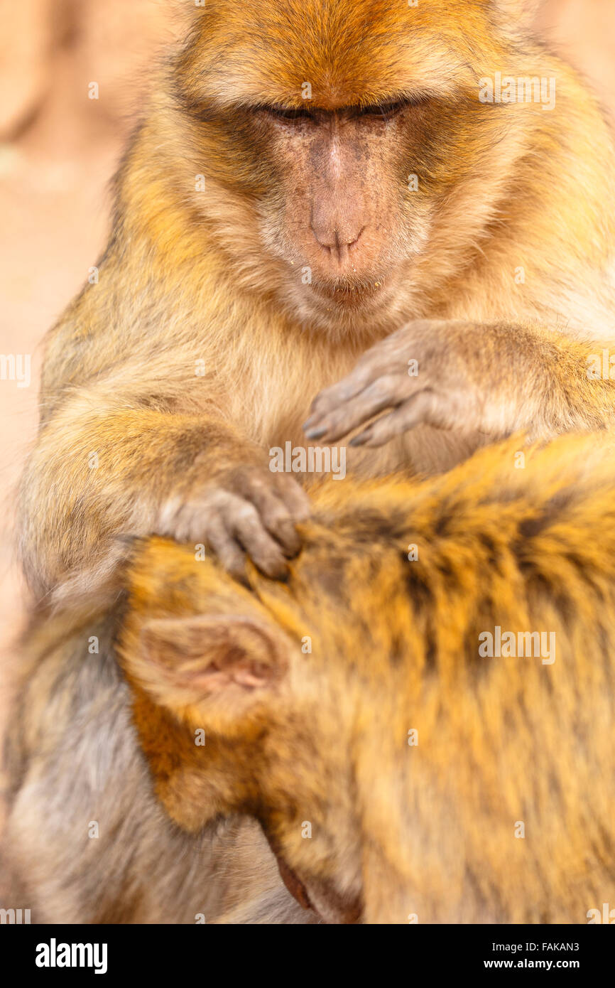 Monkey à Ouzoud cascade. Le Maroc. L'Afrique du Nord Photo Stock - Alamy