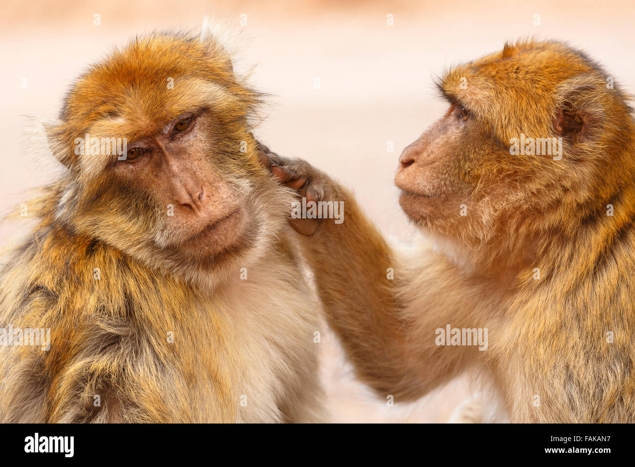 Monkey à Ouzoud cascade. Le Maroc. L'Afrique du Nord Photo Stock - Alamy