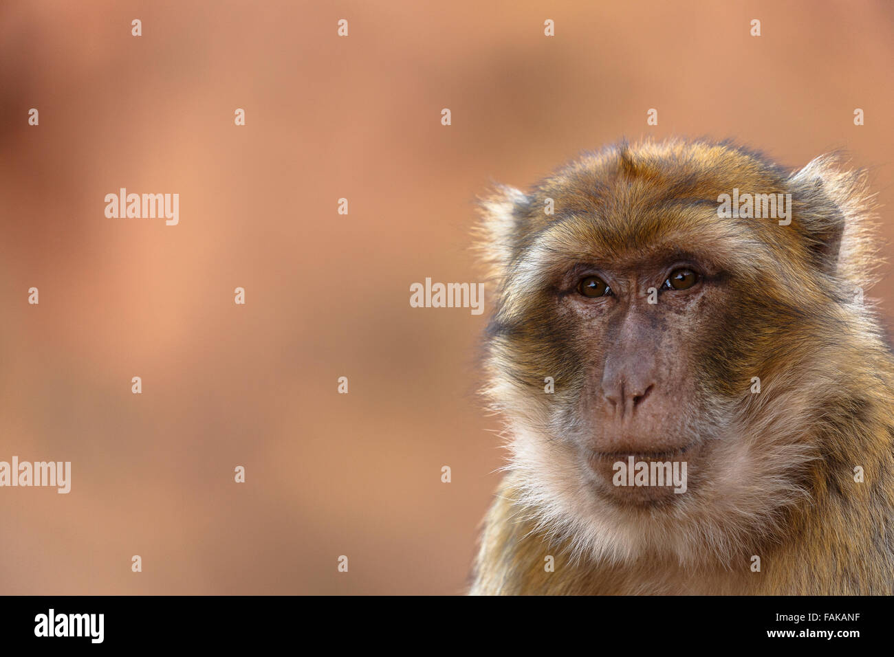 Singe au maroc Banque de photographies et d’images à haute résolution ...