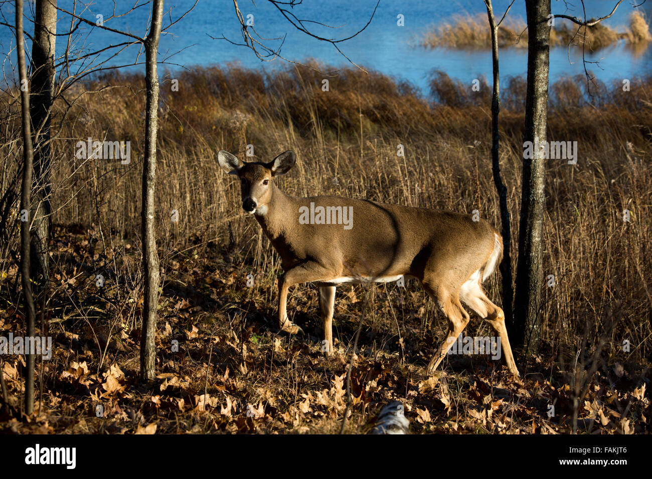 Pied blanc de cerfs Banque de photographies et d’images à haute ...