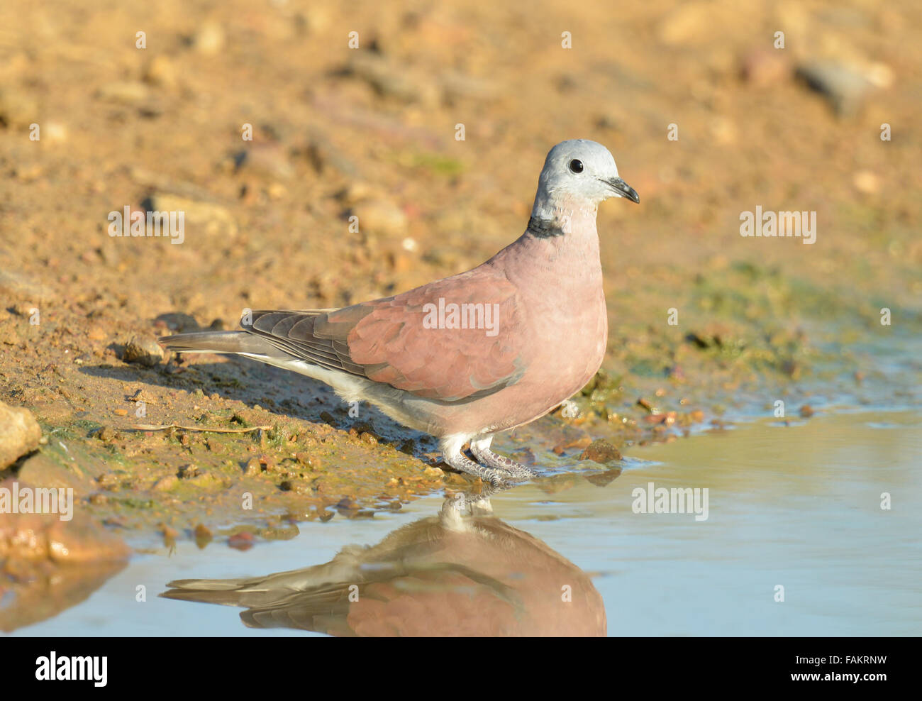 Colombe rouge Banque de photographies et d’images à haute résolution ...