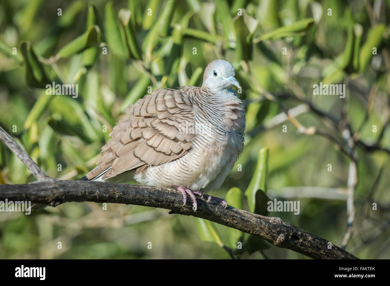 Dove family Banque de photographies et d’images à haute résolution - Alamy