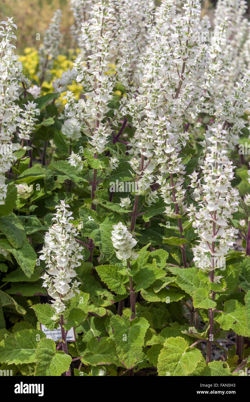 Salvia sclarea turkestanica Banque de photographies et d’images à haute ...