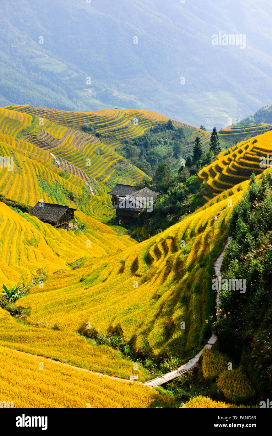 Longji terrasses de riz,Dazhai, villages alentours,les récoltes de riz ...