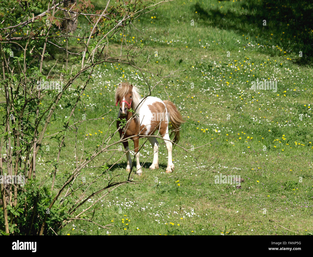 Petit cheval Banque de photographies et d’images à haute résolution - Alamy