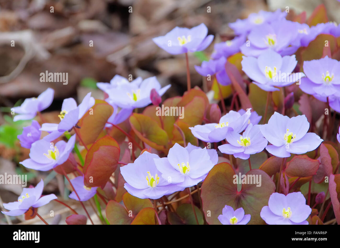 Hepatica hepatica Banque de photographies et d’images à haute ...