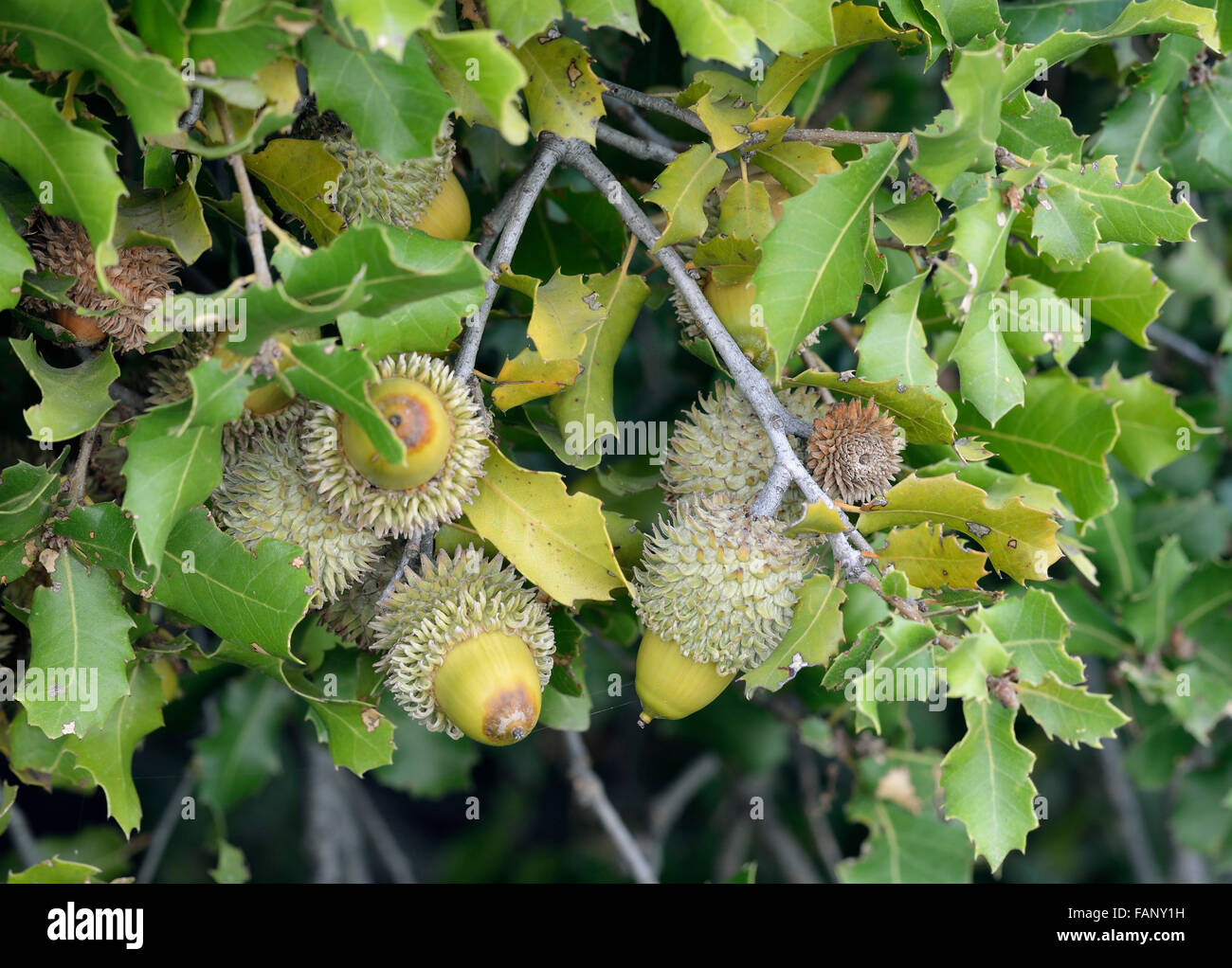 - Chêne kermès Quercus coccifera glands & Leaves Photo Stock - Alamy