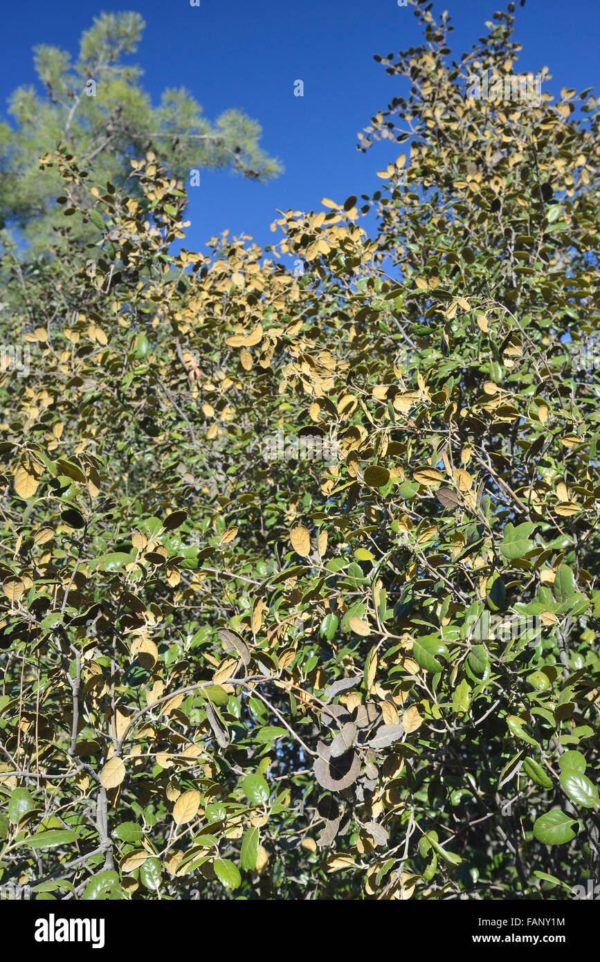 Golden Oak Tree - Quercus alnifolia arbre endémique de Chypre Photo ...