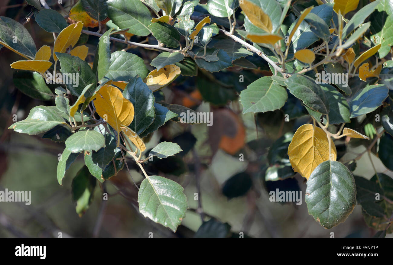 Golden Oak Tree - Quercus alnifolia arbre endémique de Chypre Photo ...