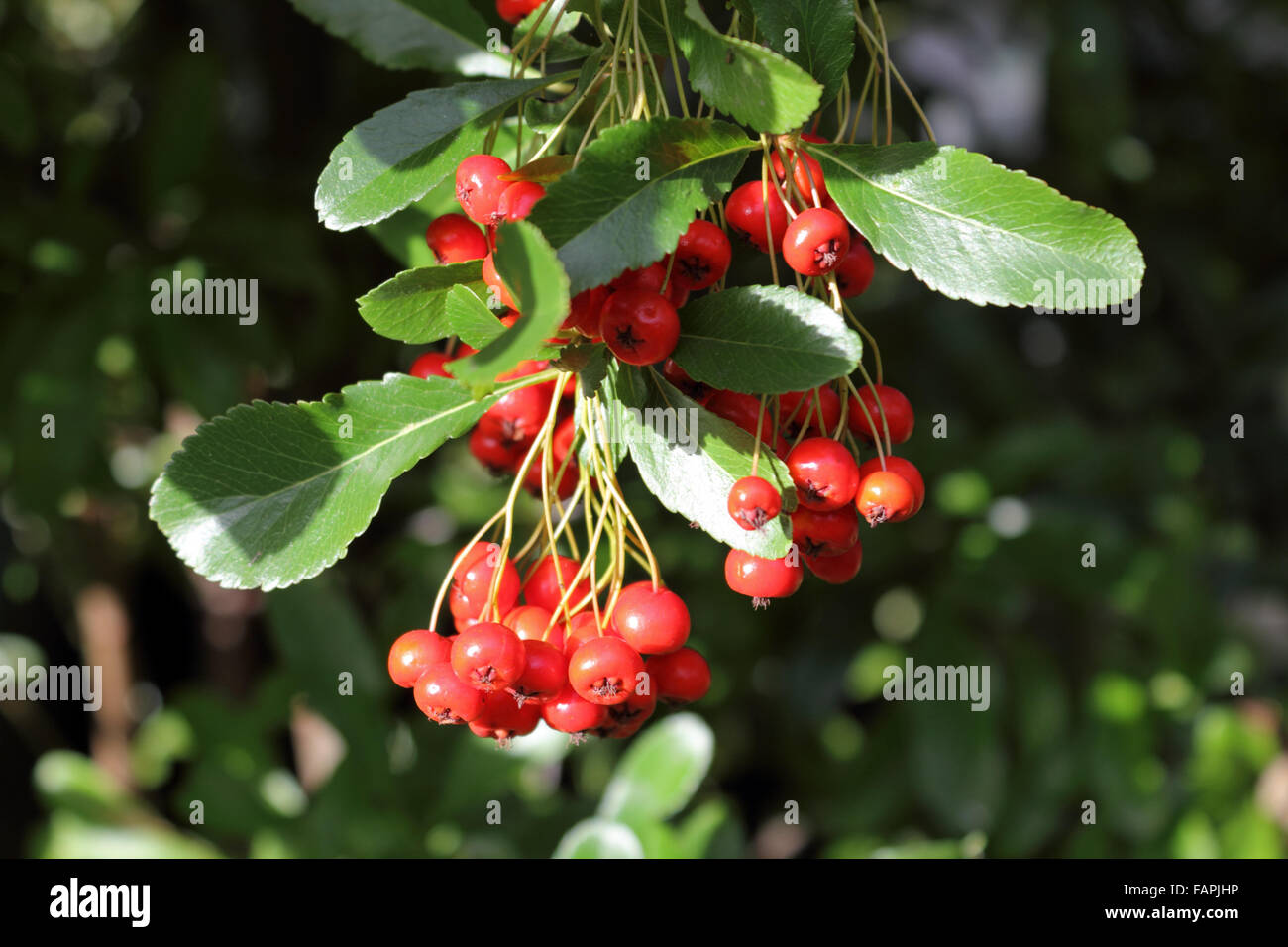 Baies rouges pyracantha Banque de photographies et d’images à haute ...