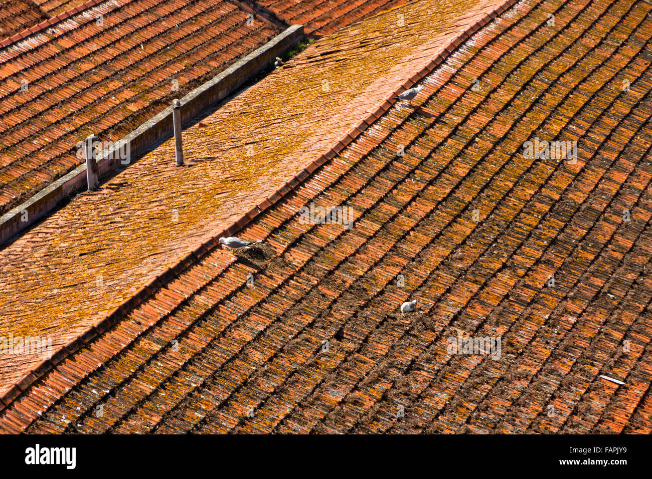 Vue aérienne de toits de tuiles orange dans la vieille ville de Porto ...