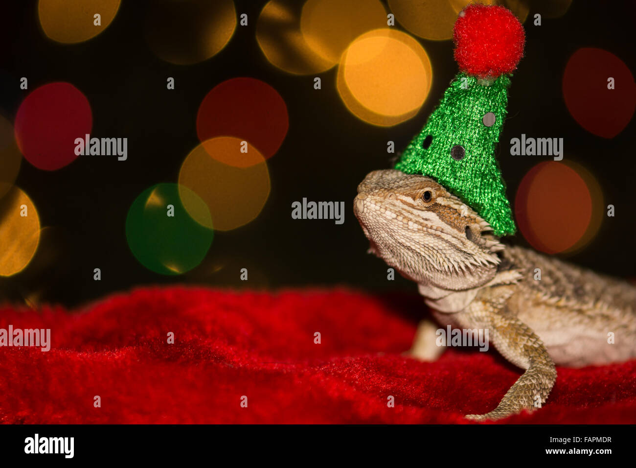 Dragon barbu mignon Banque de photographies et d’images à haute ...