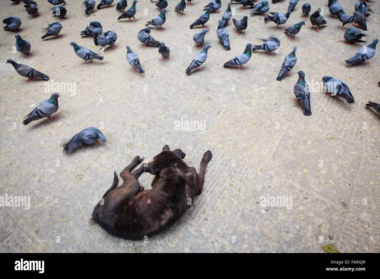Nepal nepali pigeon pigeons Banque de photographies et d’images à haute ...