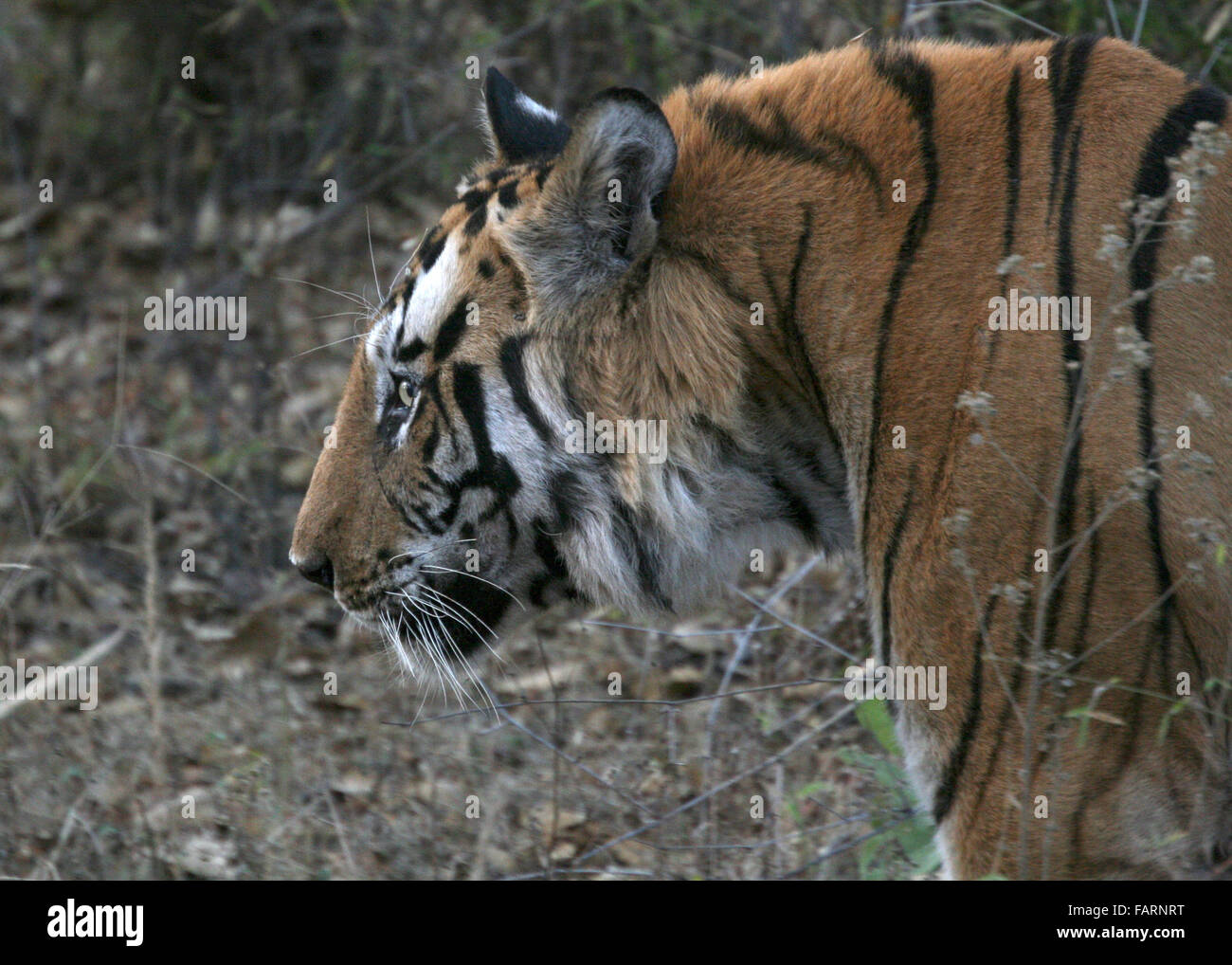 B2 tiger Banque de photographies et d’images à haute résolution - Alamy