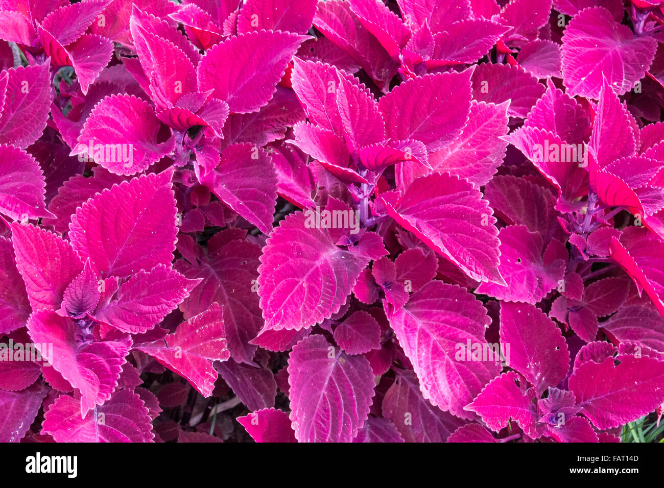Feuilles de feuillage triangulaires Banque de photographies et d’images ...