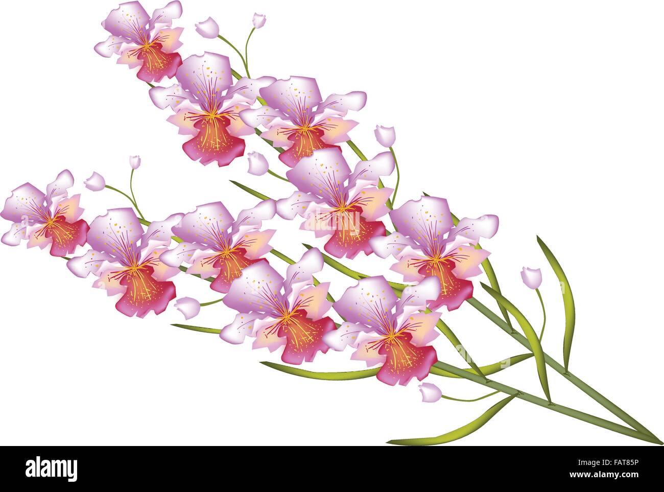 Dendrobium hybrid dendrobium hybride Banque d'images vectorielles - Alamy