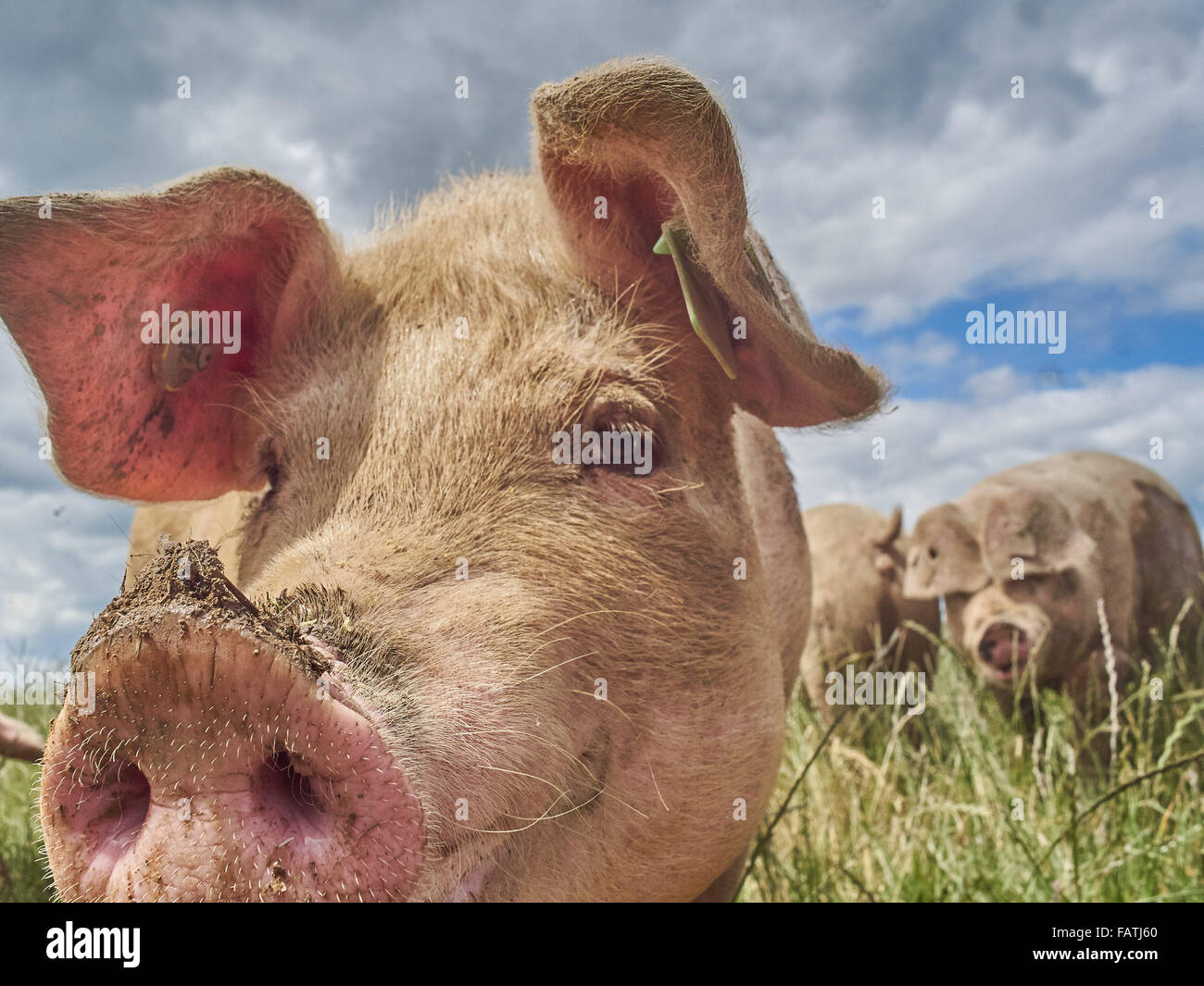 Ferme porcine Banque de photographies et d’images à haute résolution ...