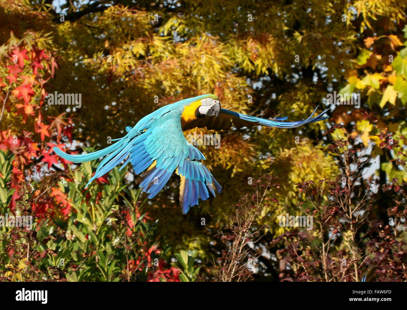 Ara ararauna ara ararauna bleu et jaune Banque de photographies et d ...