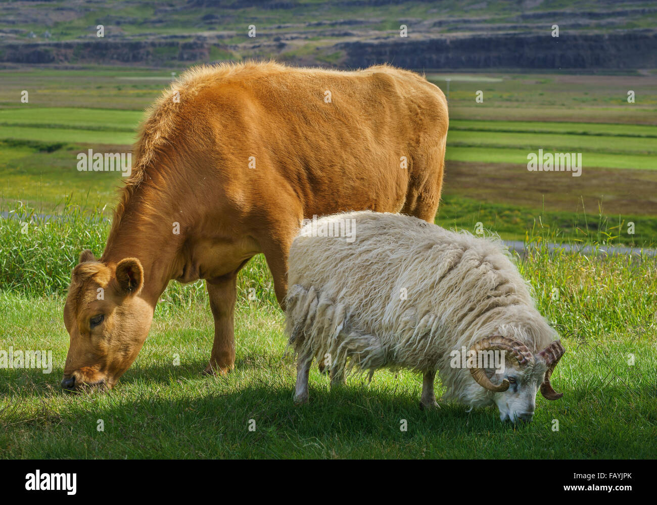 Jeune vache et moutons sont libres de se déplacer et se nourrissent d ...