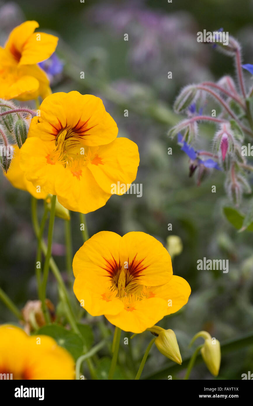 Fleur de capucine et abeille Banque de photographies et d’images à ...