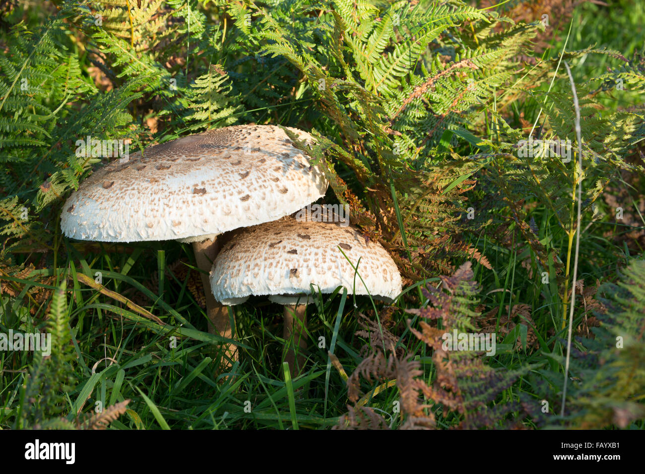 Grands champignons Banque de photographies et d’images à haute ...