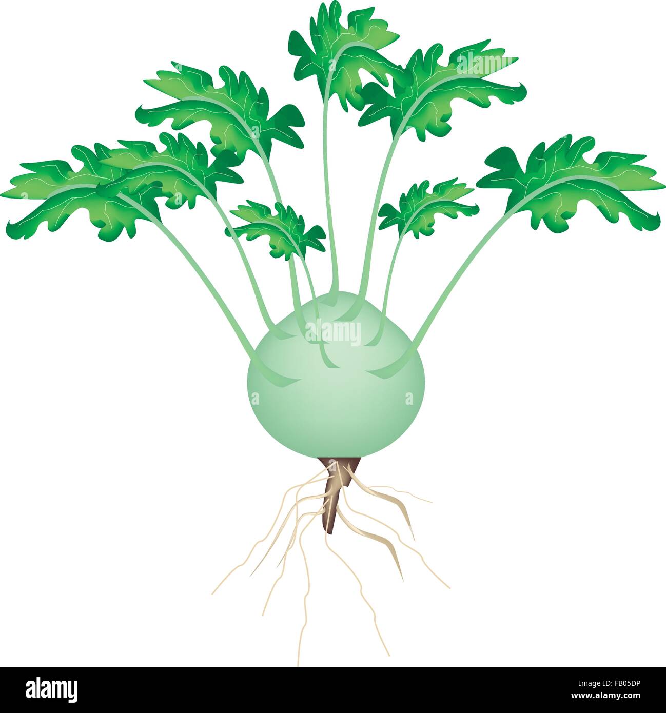 Légume, Vector Illustration d'un chou vert frais des feuilles de chou ...