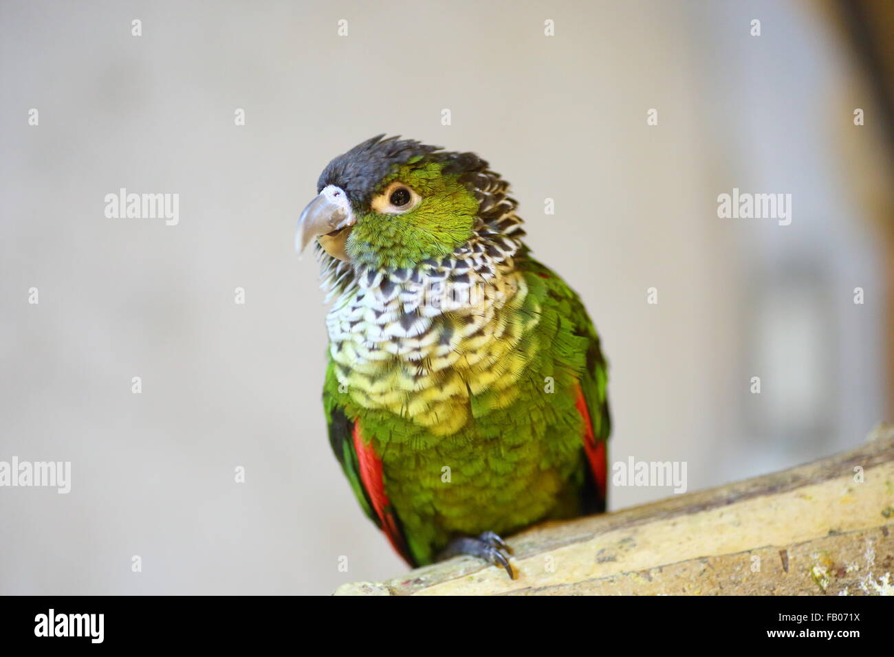 Perruche noire Banque de photographies et d’images à haute résolution ...