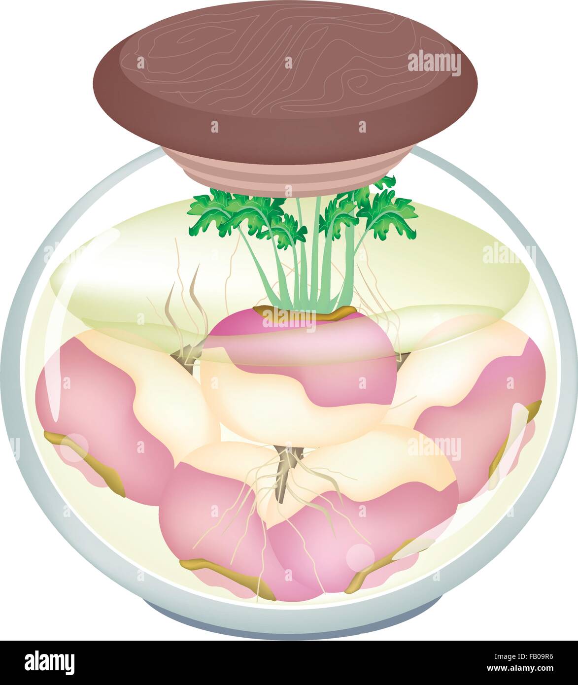 Thym commun illustration Banque d'images vectorielles - Alamy