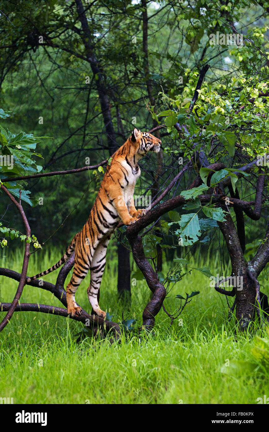 Tigre sur arbre Photo Stock - Alamy