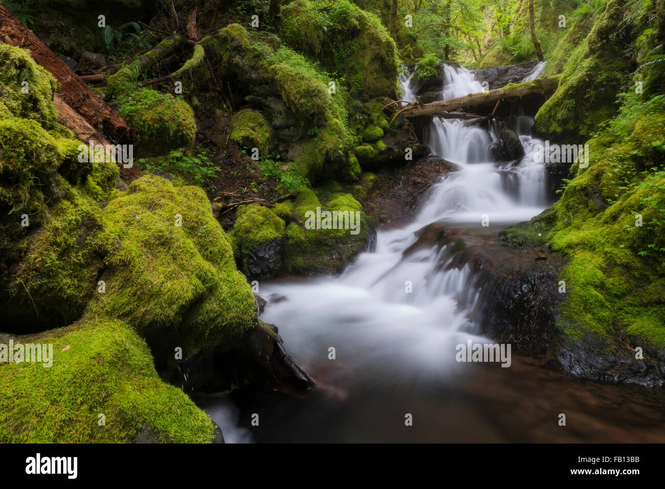 Forêt verte Banque de photographies et d’images à haute résolution - Alamy