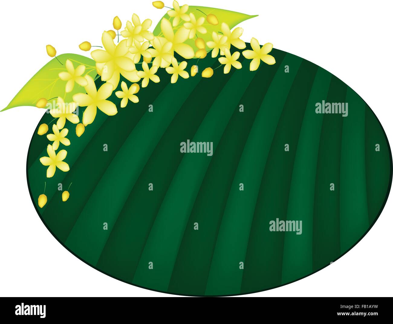 Belle Fleur, illustration couleur jaune de Cassia fistula ou Golden ...