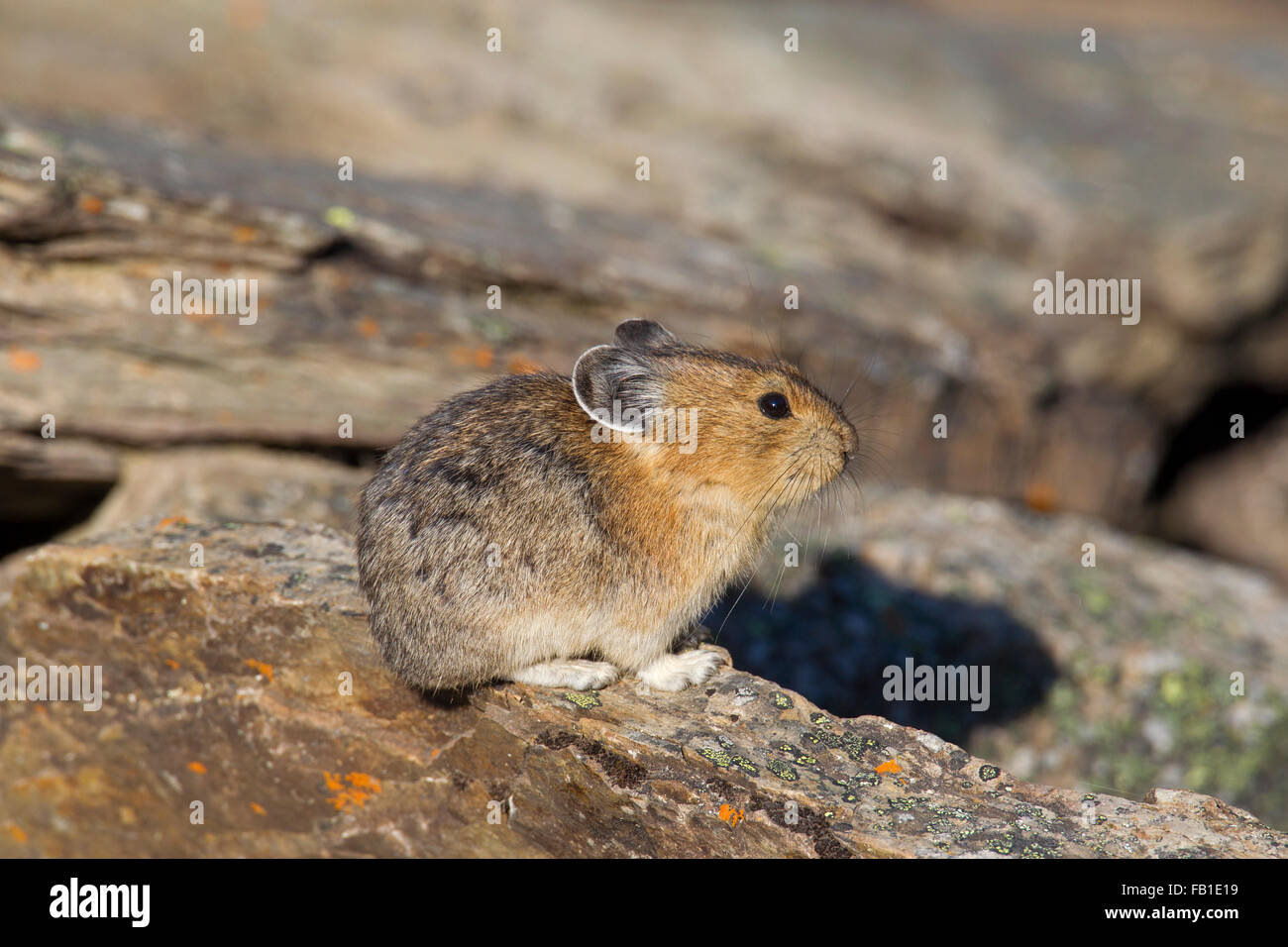 Pika et changement climatique Banque de photographies et d’images à ...